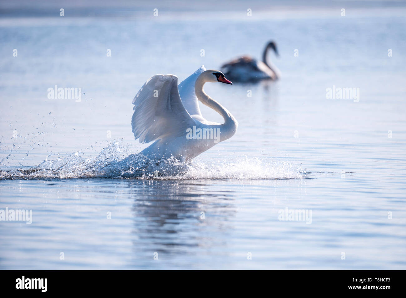 Cygne muet cygnus olor flotte dans l'eau Banque de photographies et d’images à haute résolution ...
