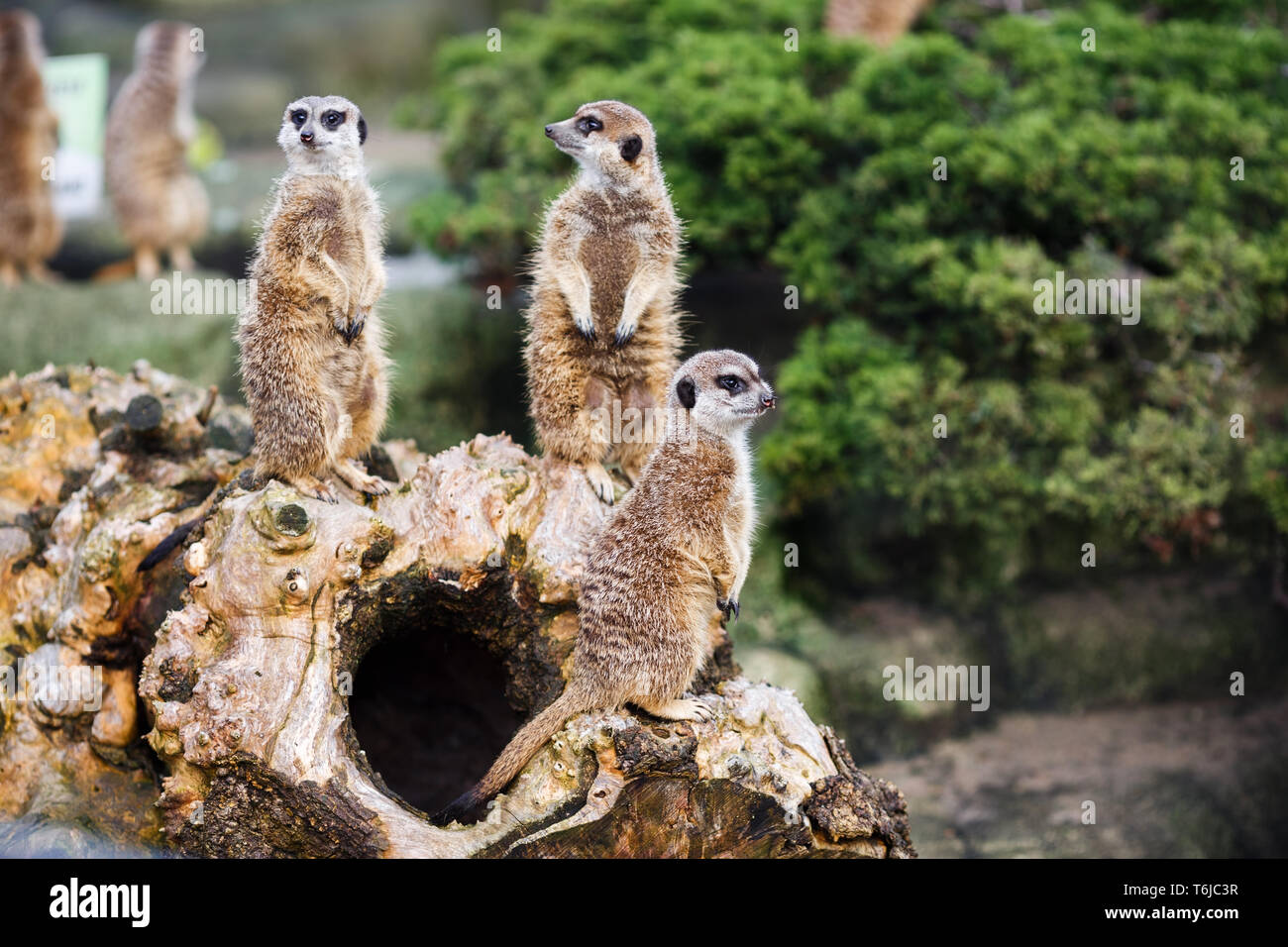 Groupe debout de suricates Banque de photographies et d’images à haute ...