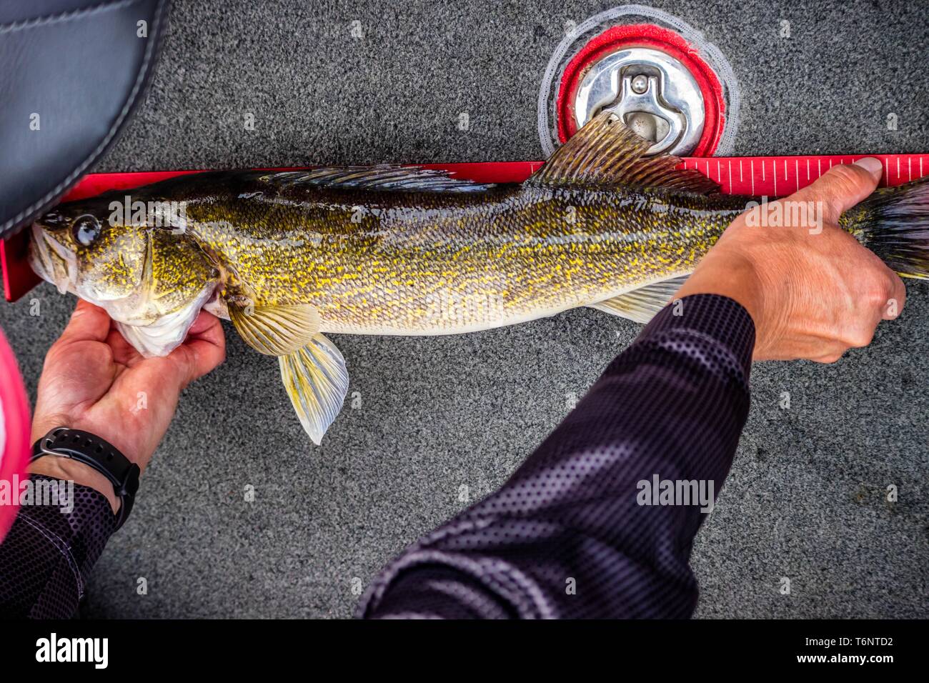 Un poisson doré dans Mille Lacs Lake, Minnesota Photo Stock - Alamy