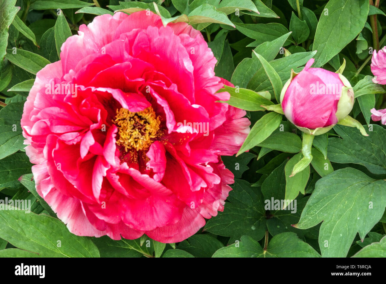 Arbre bourgeon rouge Banque de photographies et d’images à haute ...