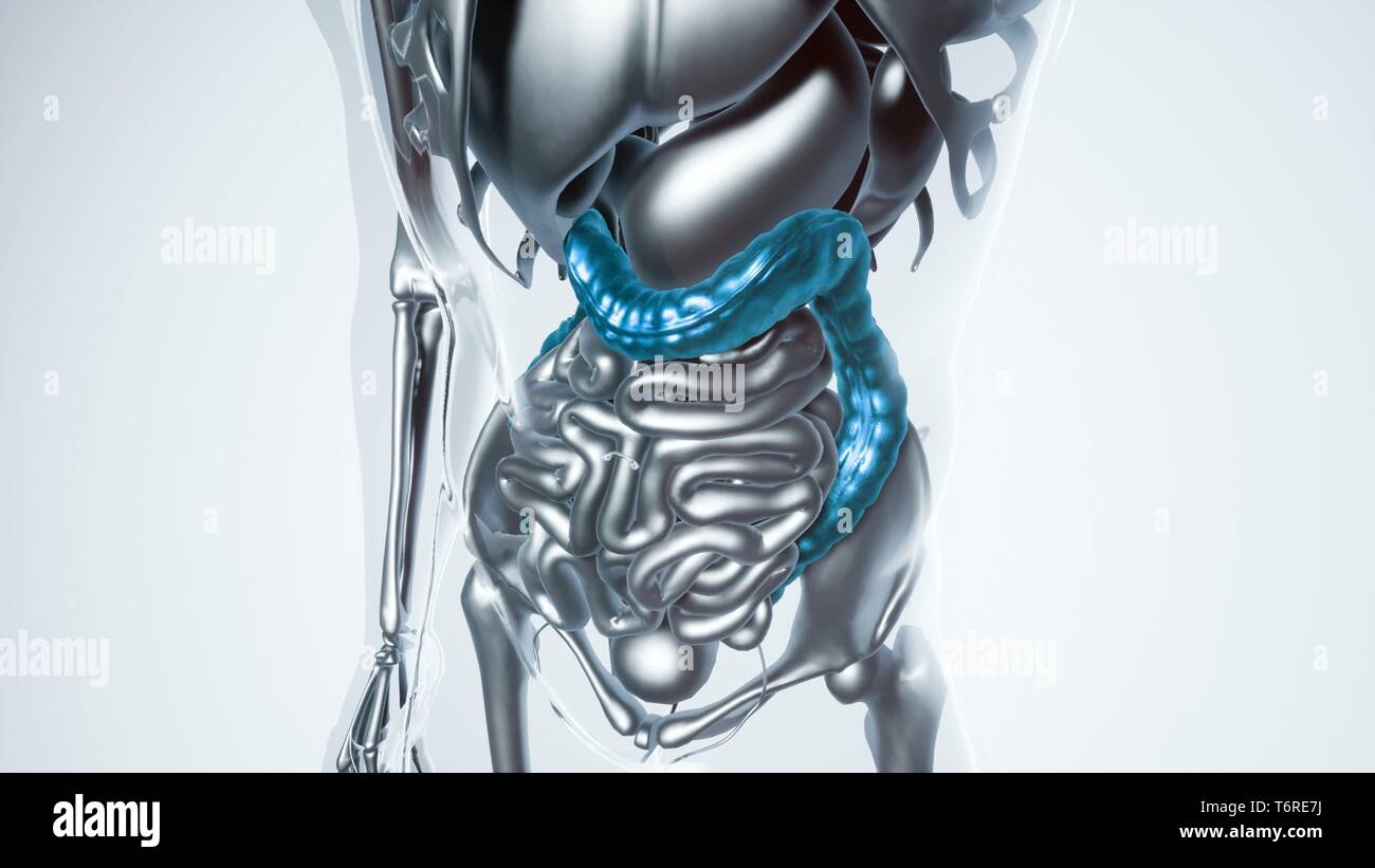 Modèle de côlon humain avec tous les organes Photo Stock - Alamy