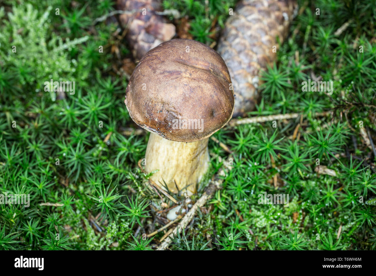Fructification sur sol forestier Banque de photographies et d’images à ...