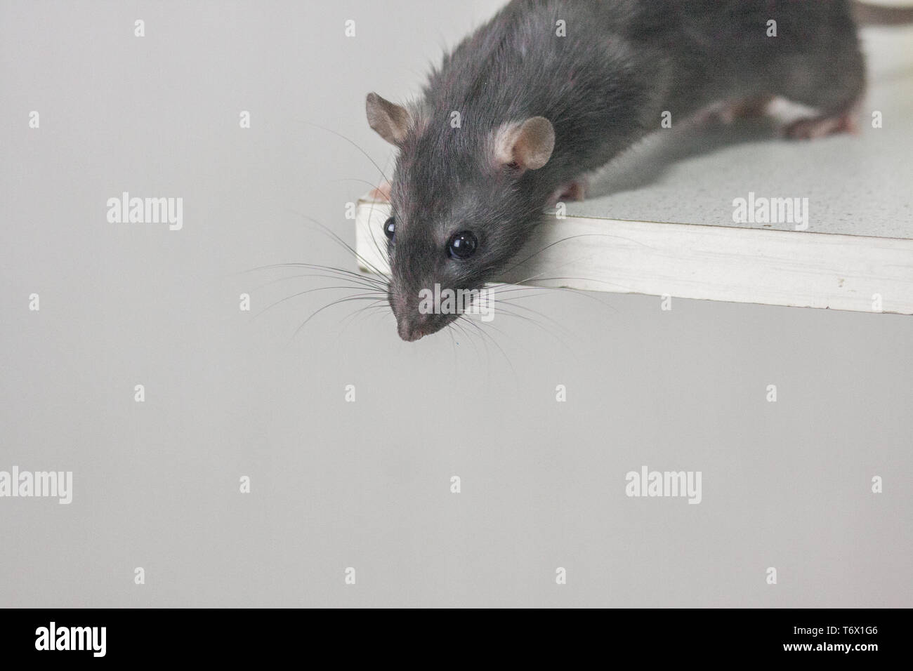 Rat Look Banque d'image et photos - Alamy