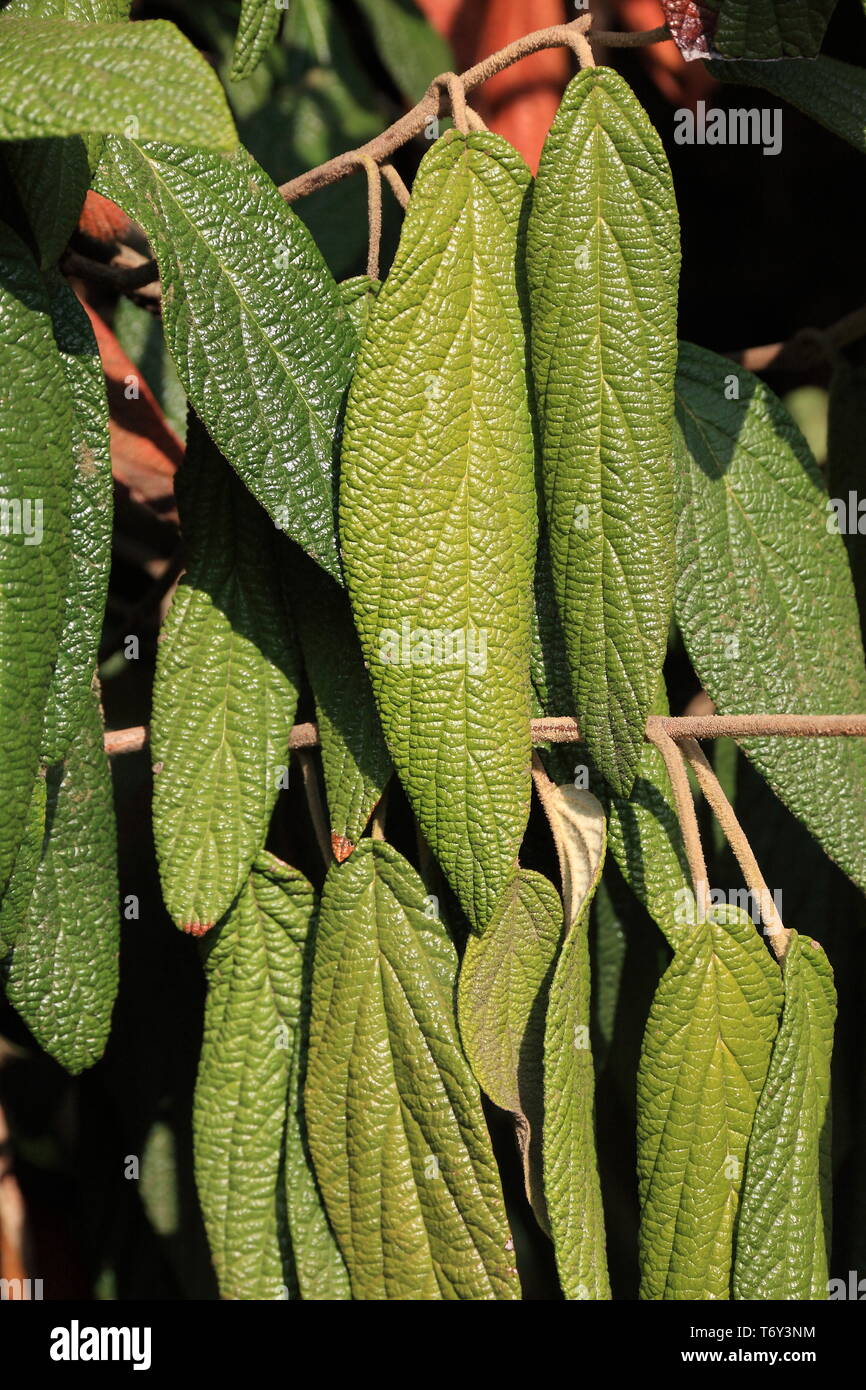 Viburnum rhytidophyllum Banque de photographies et d’images à haute ...