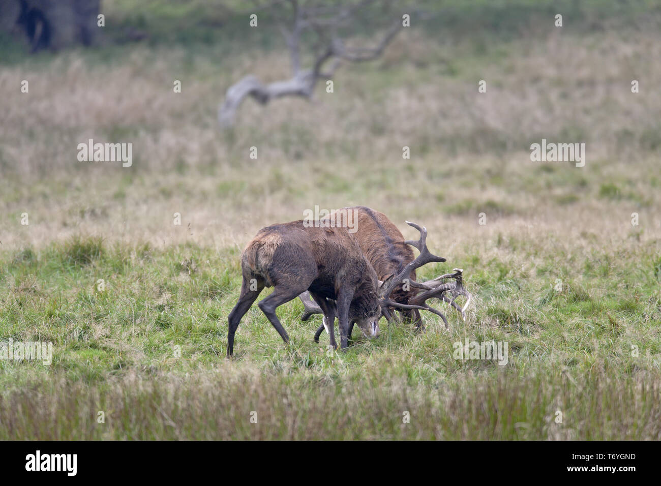Combat de cerf rouge Banque de photographies et d’images à haute ...