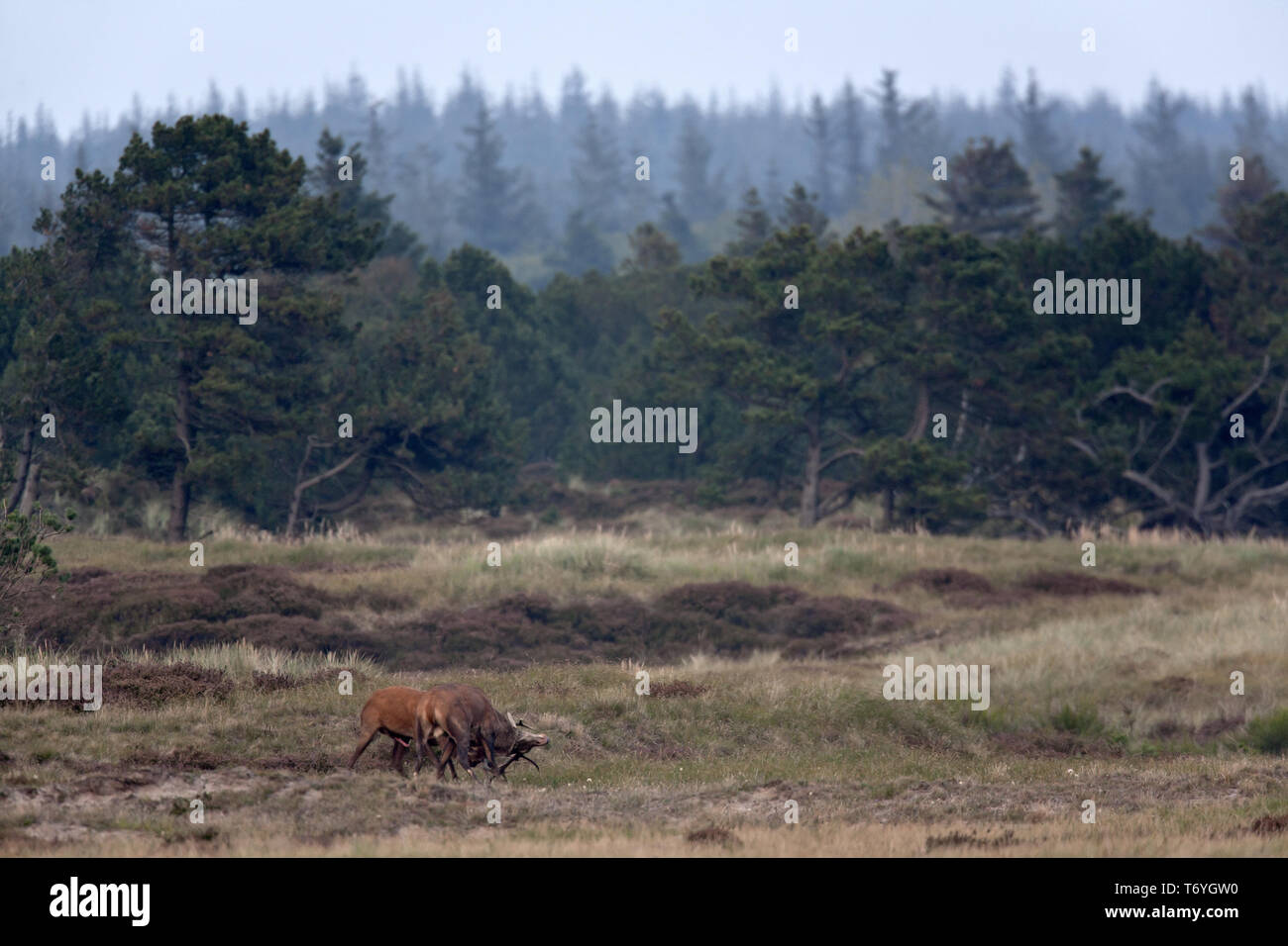 Rut combat cerfs de cerf Banque de photographies et d’images à haute ...