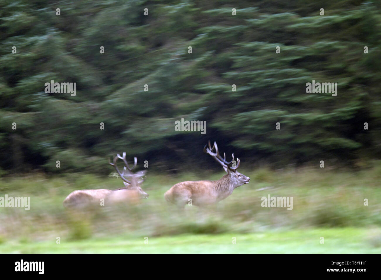 Rut combat cerfs de cerf Banque de photographies et d’images à haute ...