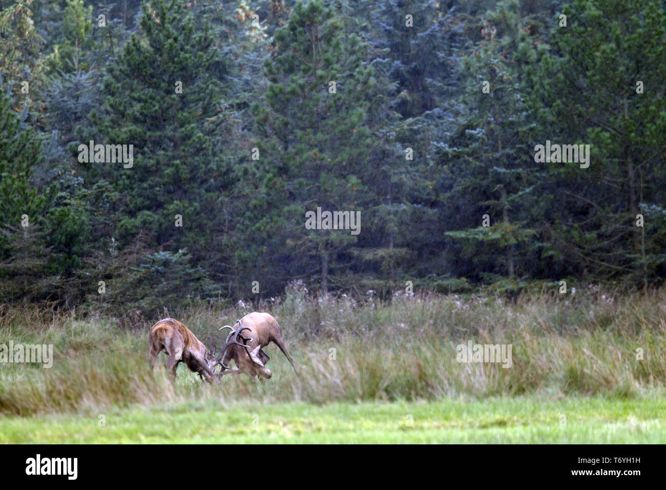 Rut combat cerfs de cerf Banque de photographies et d’images à haute ...