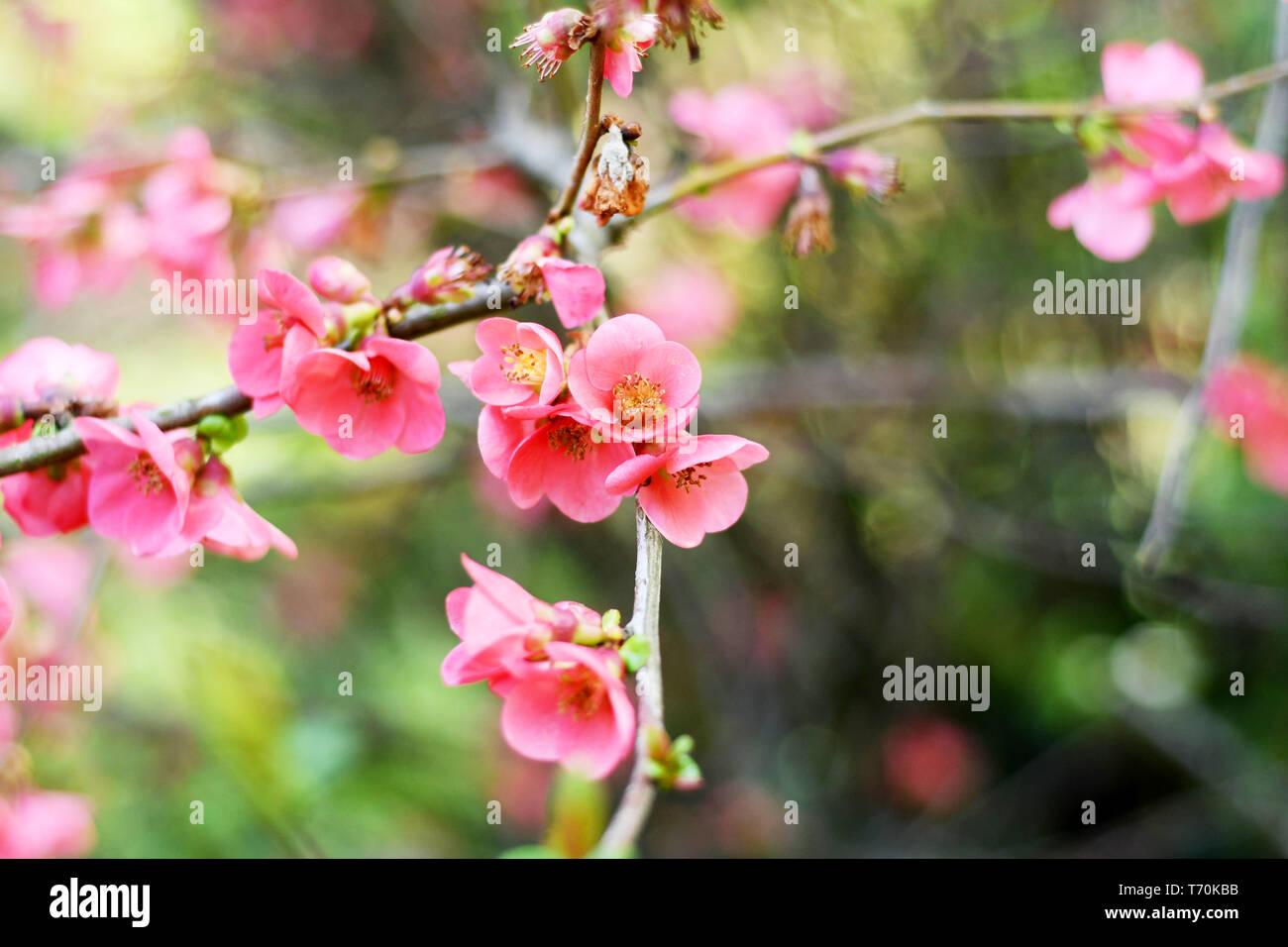 Pommier sauvage Banque de photographies et d’images à haute résolution ...