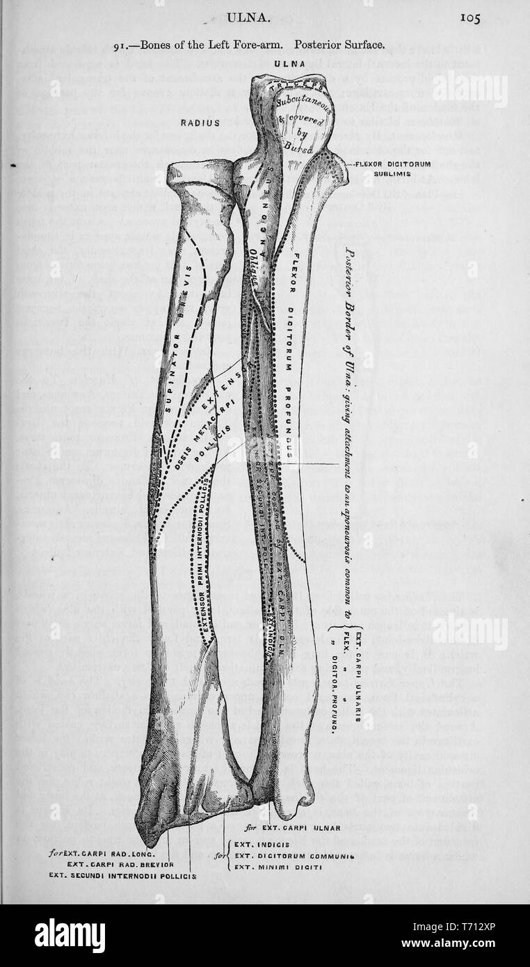 Os de l'avant bras gauche Banque de photographies et d’images à haute ...