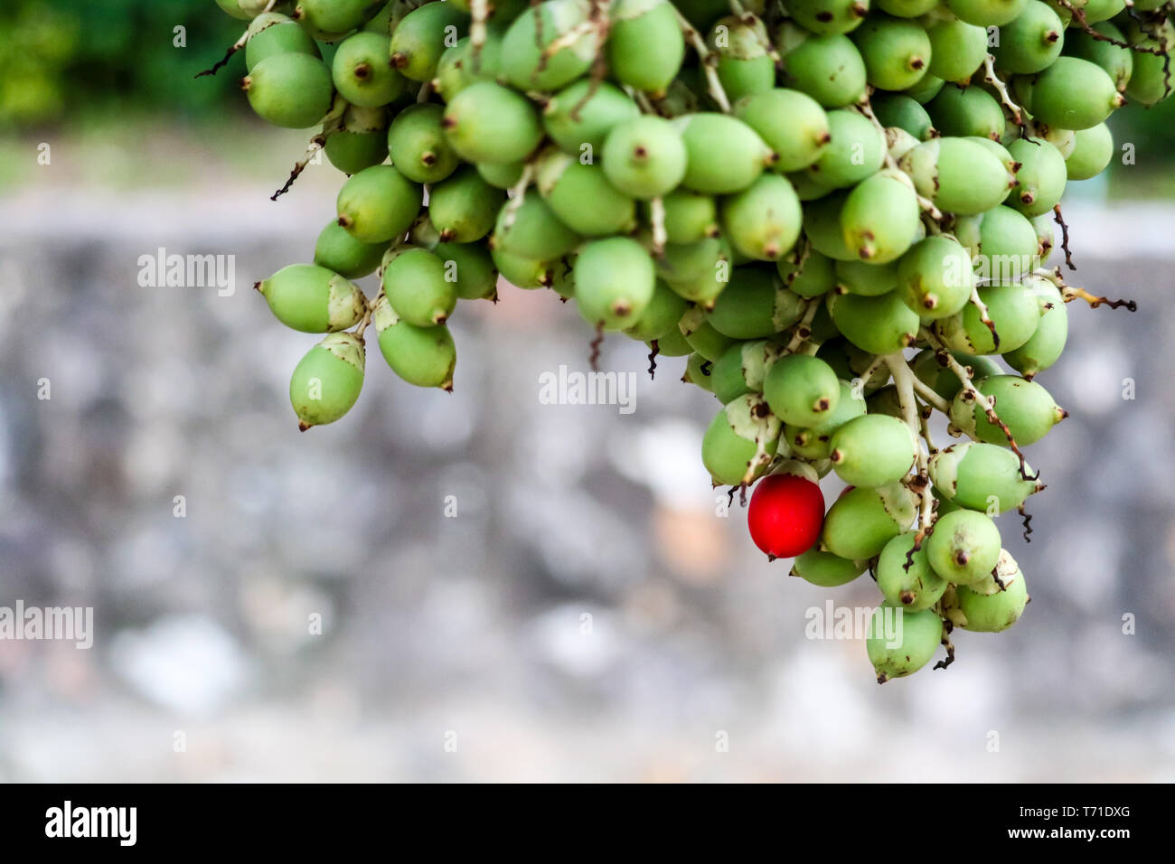 Graines palmier orange fruit Banque de photographies et d’images à ...