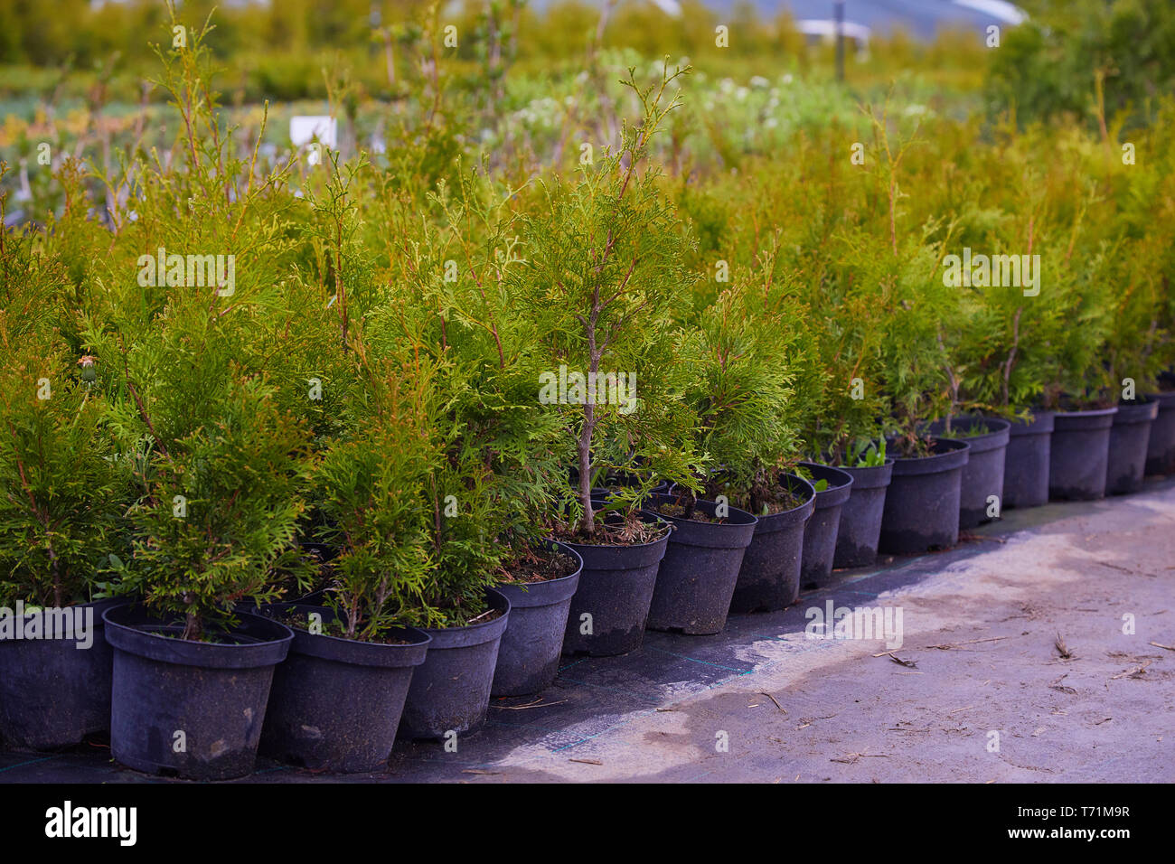 Eastern arborvitae thuja occidentalis Banque de photographies et d ...