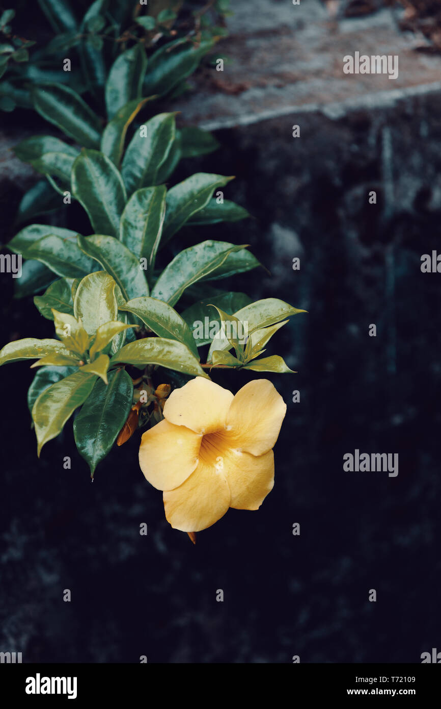 White allamanda Banque de photographies et d’images à haute résolution ...