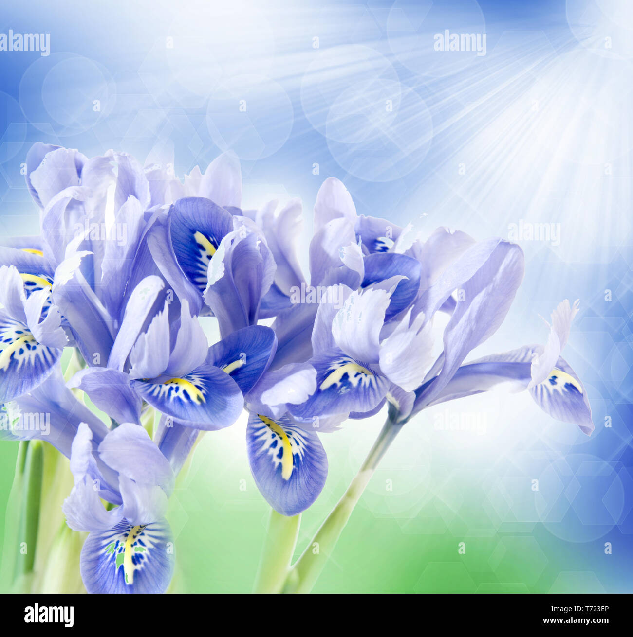 Fond magnifique Banque de photographies et d’images à haute résolution ...