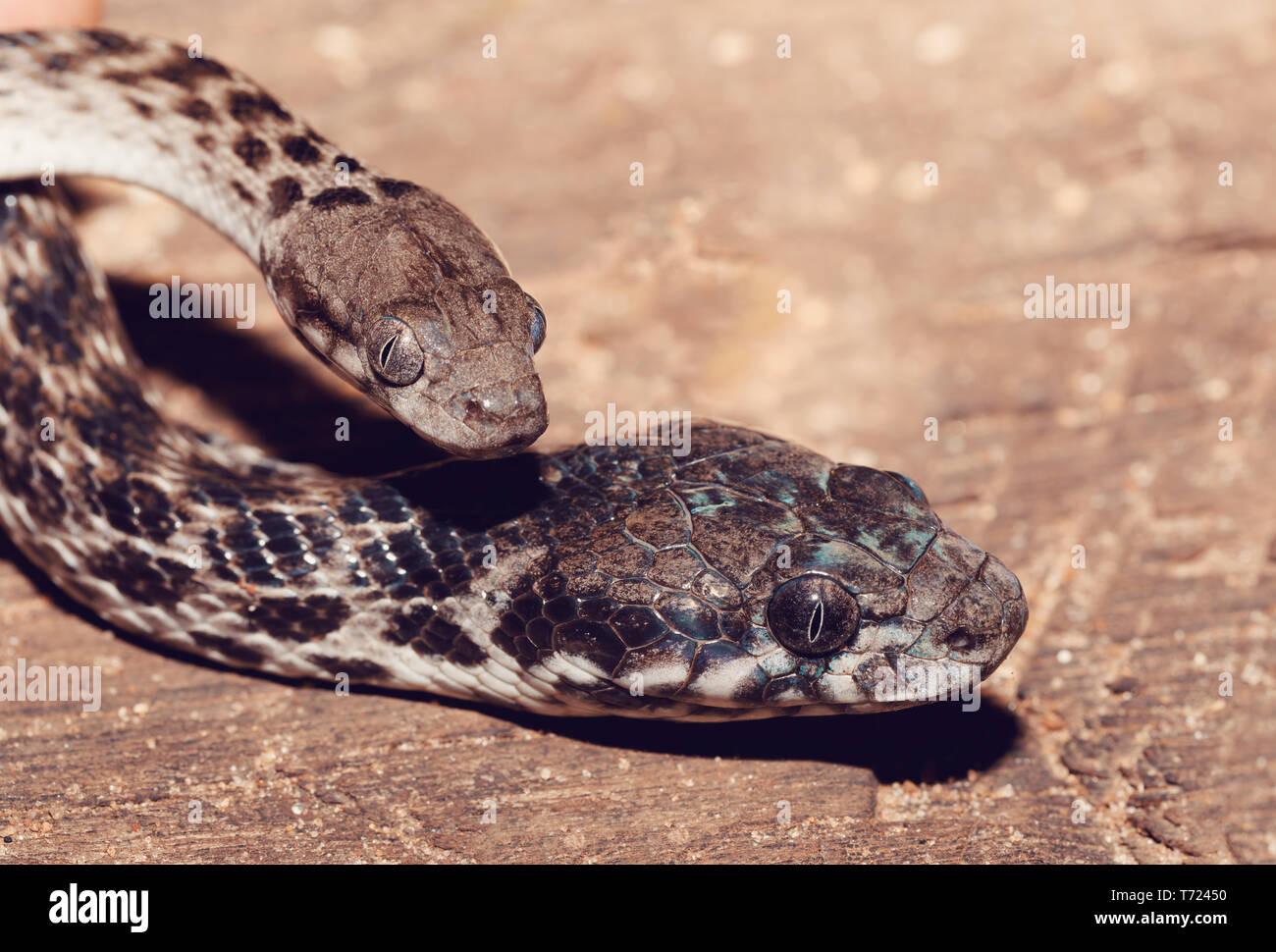 Chat sauvage aux yeux Banque de photographies et d’images à haute ...
