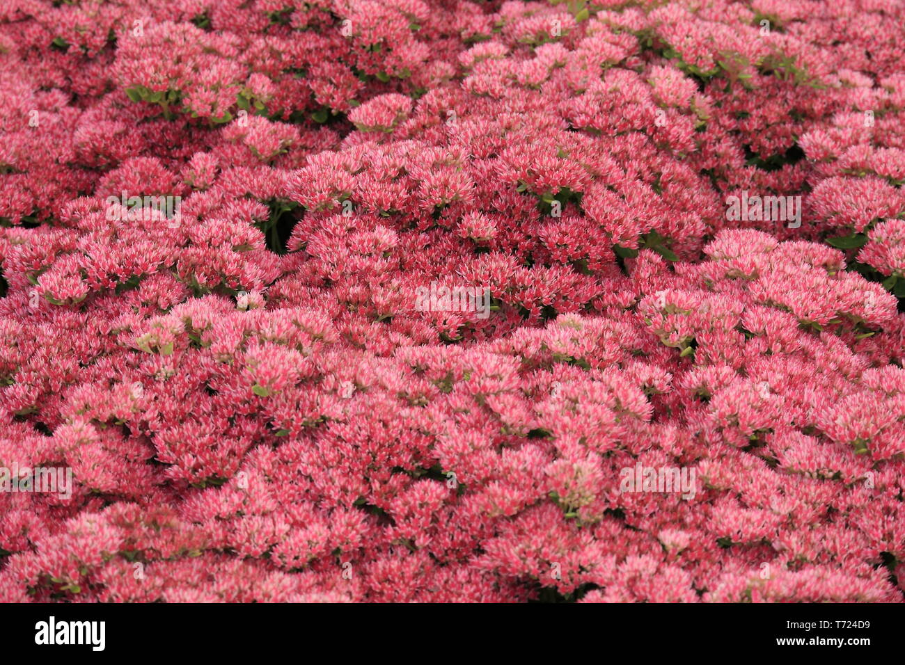 Orpin rose Banque de photographies et d’images à haute résolution - Alamy