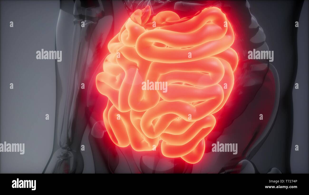 Les droits de l'intestin grêle de l'examen de radiologie Photo Stock ...