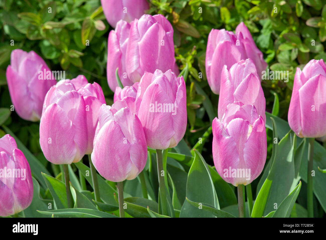 Tulipe rose fleurs Banque de photographies et d’images à haute ...