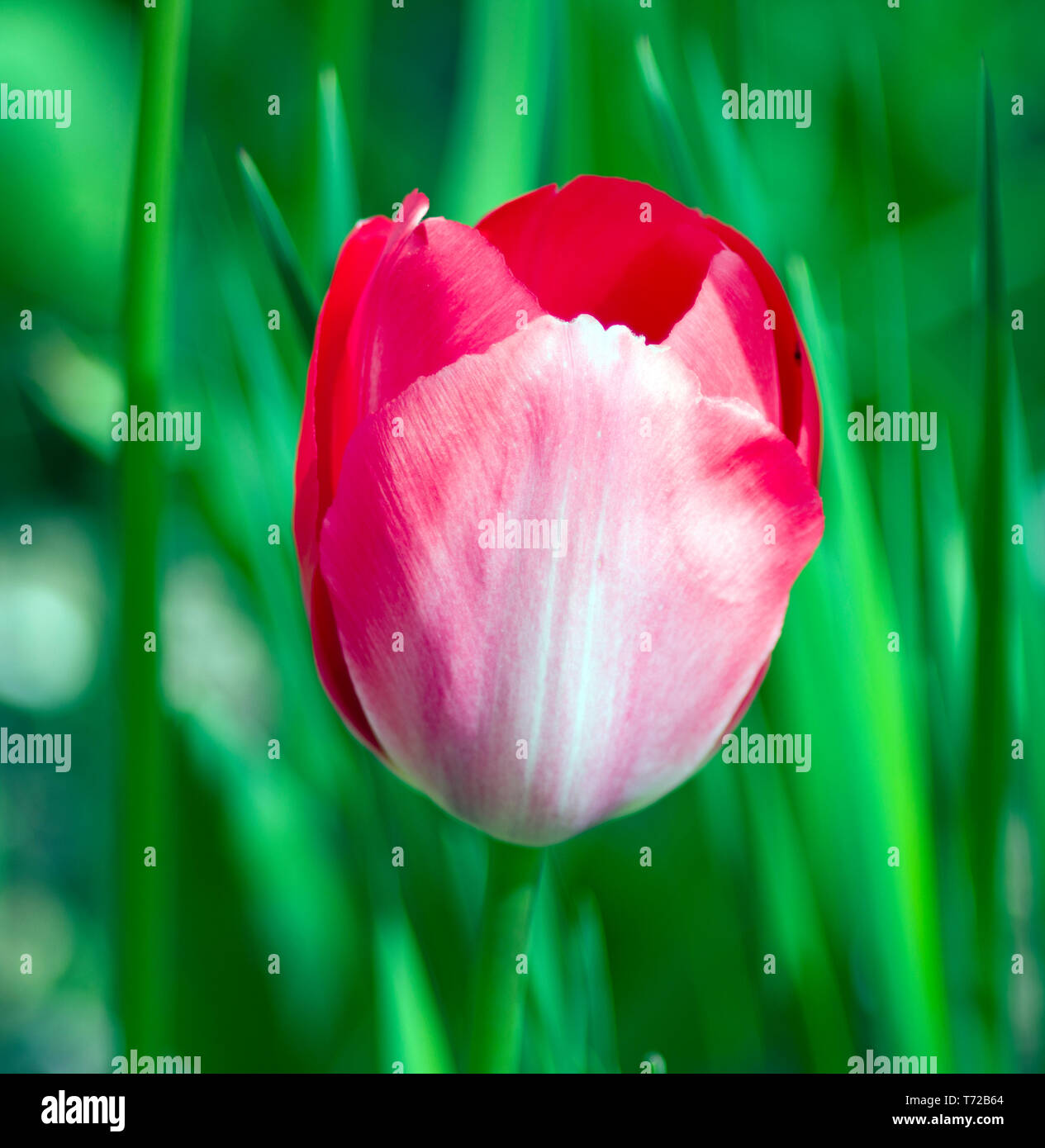 Tulip van eijk Banque de photographies et d’images à haute résolution ...