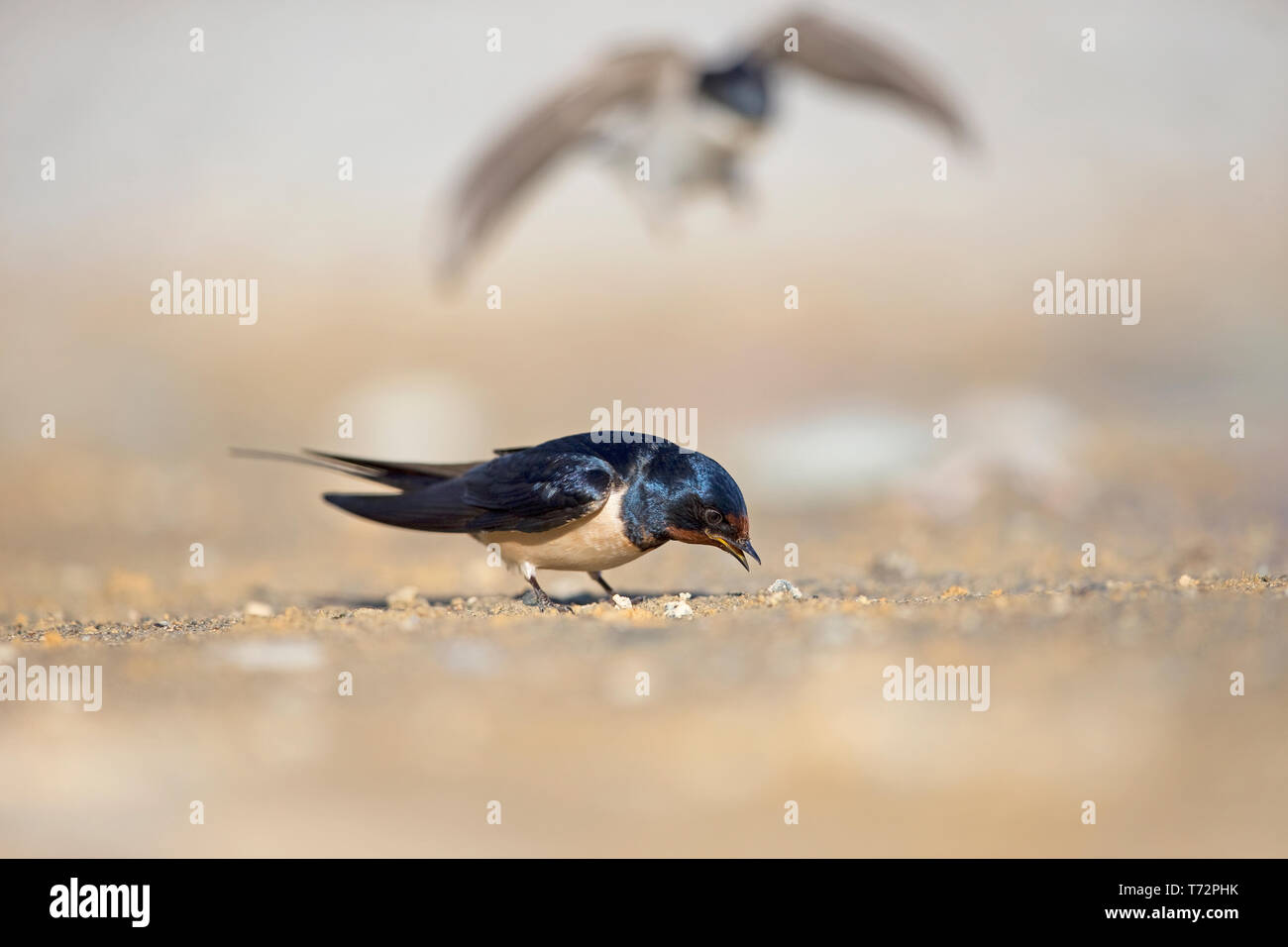 Hirondelles avaler oiseau oiseaux Banque de photographies et d’images à ...