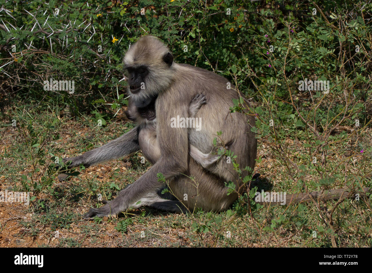Vieux priam Banque de photographies et d’images à haute résolution - Alamy