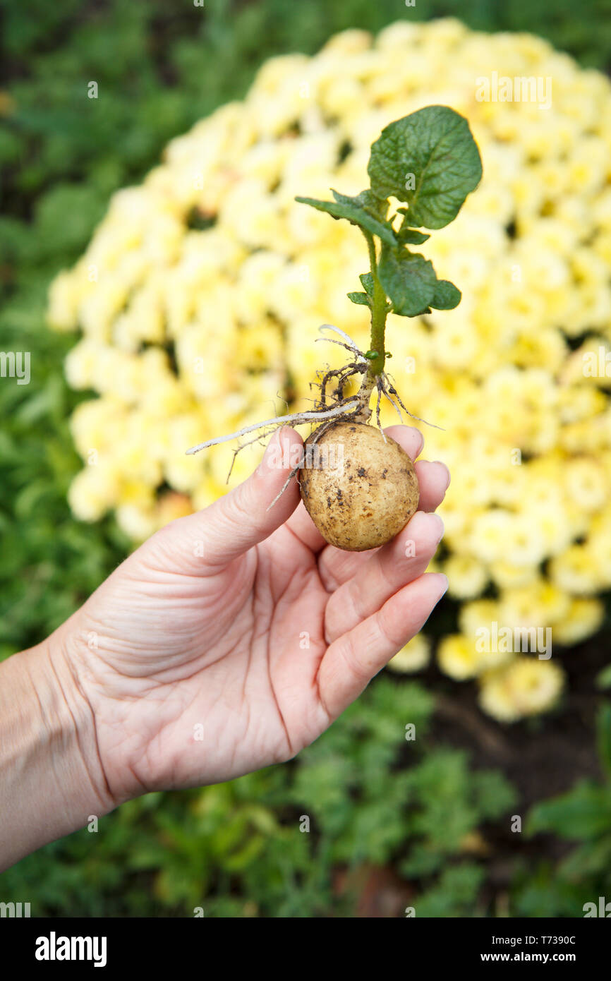 Vert tubercule Banque de photographies et d’images à haute résolution ...