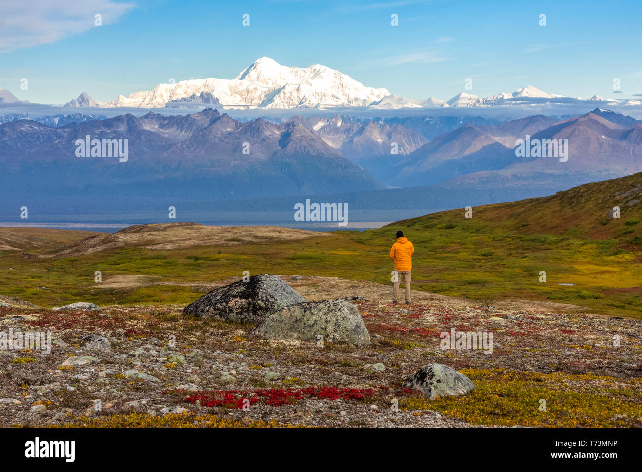 Homme qui prend la vue, en randonnée sur le Kesugi Ridge Trail, Denali ...