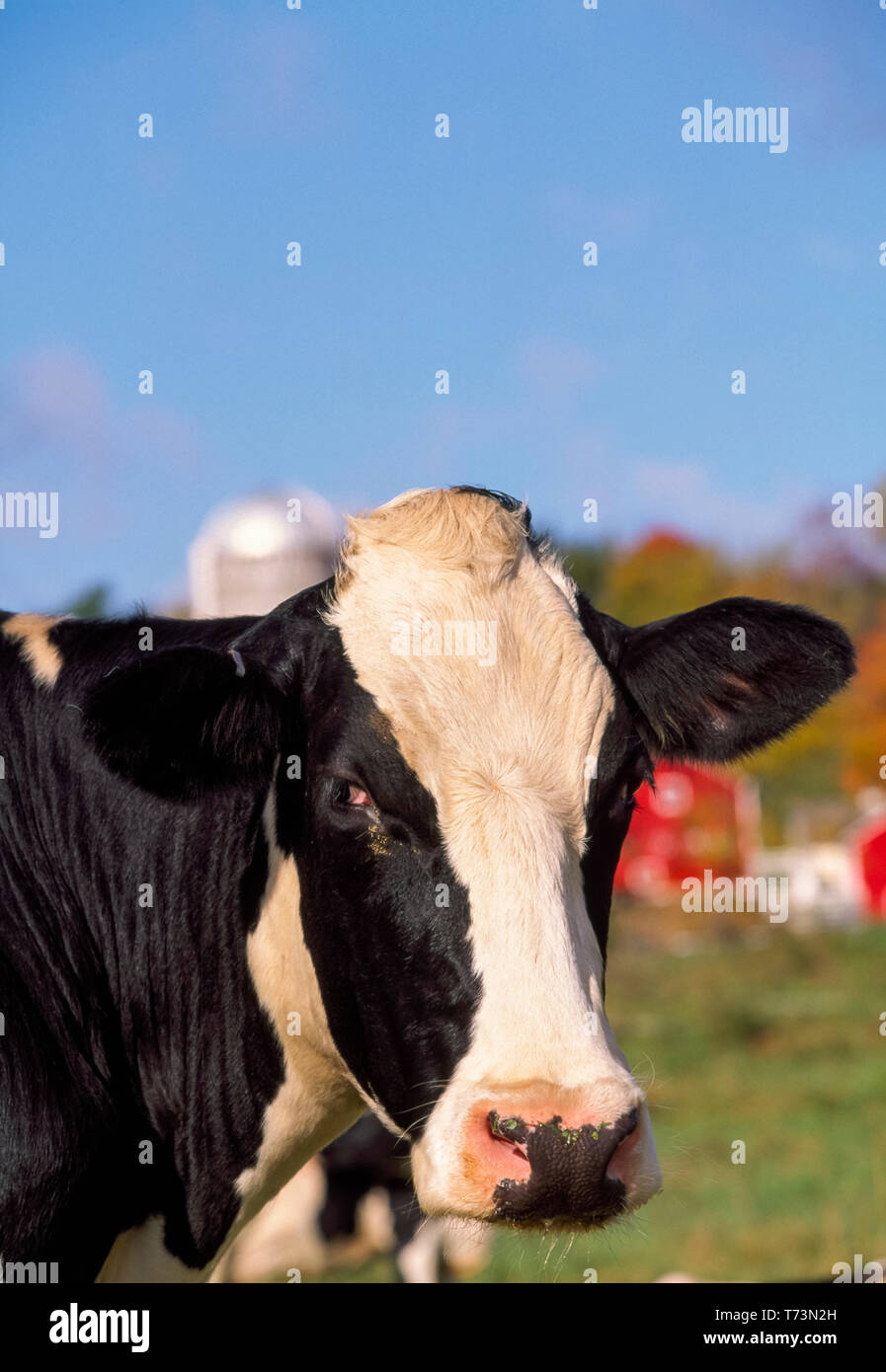 Race de vache holstein Banque de photographies et d’images à haute ...