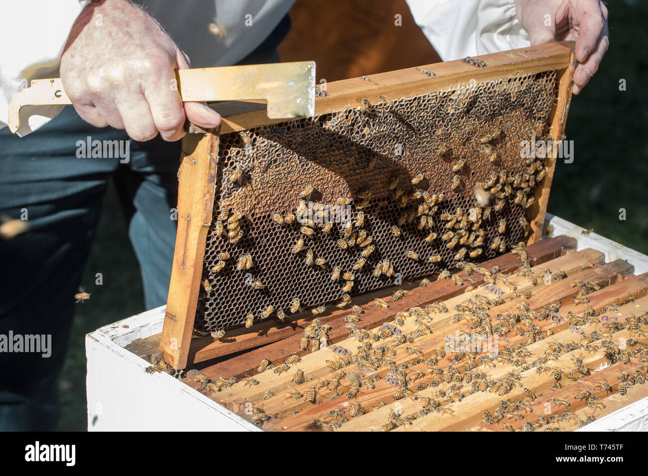 La ruche de miel Banque de photographies et d’images à haute résolution ...