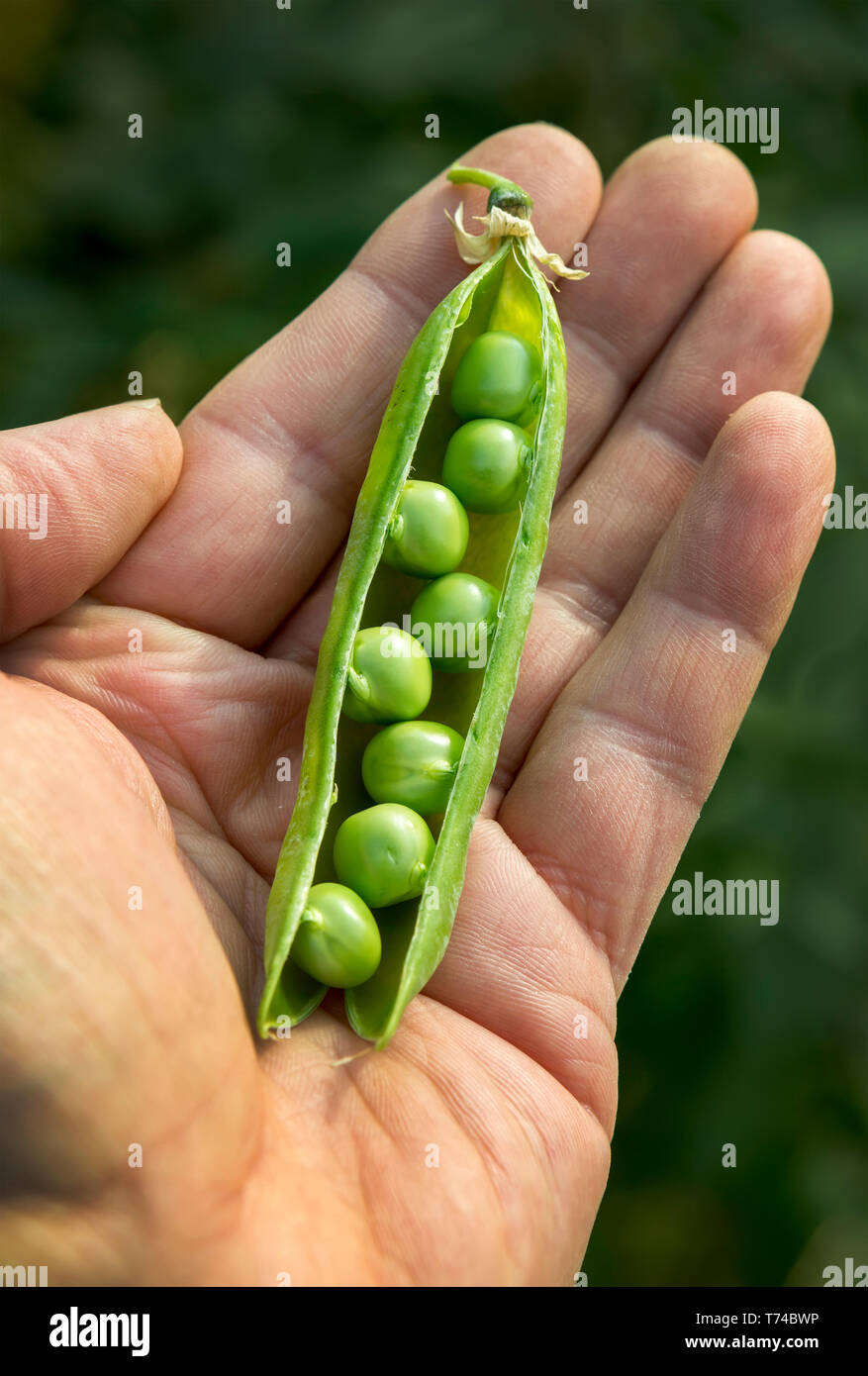 Gousse de pois Banque de photographies et d’images à haute résolution ...