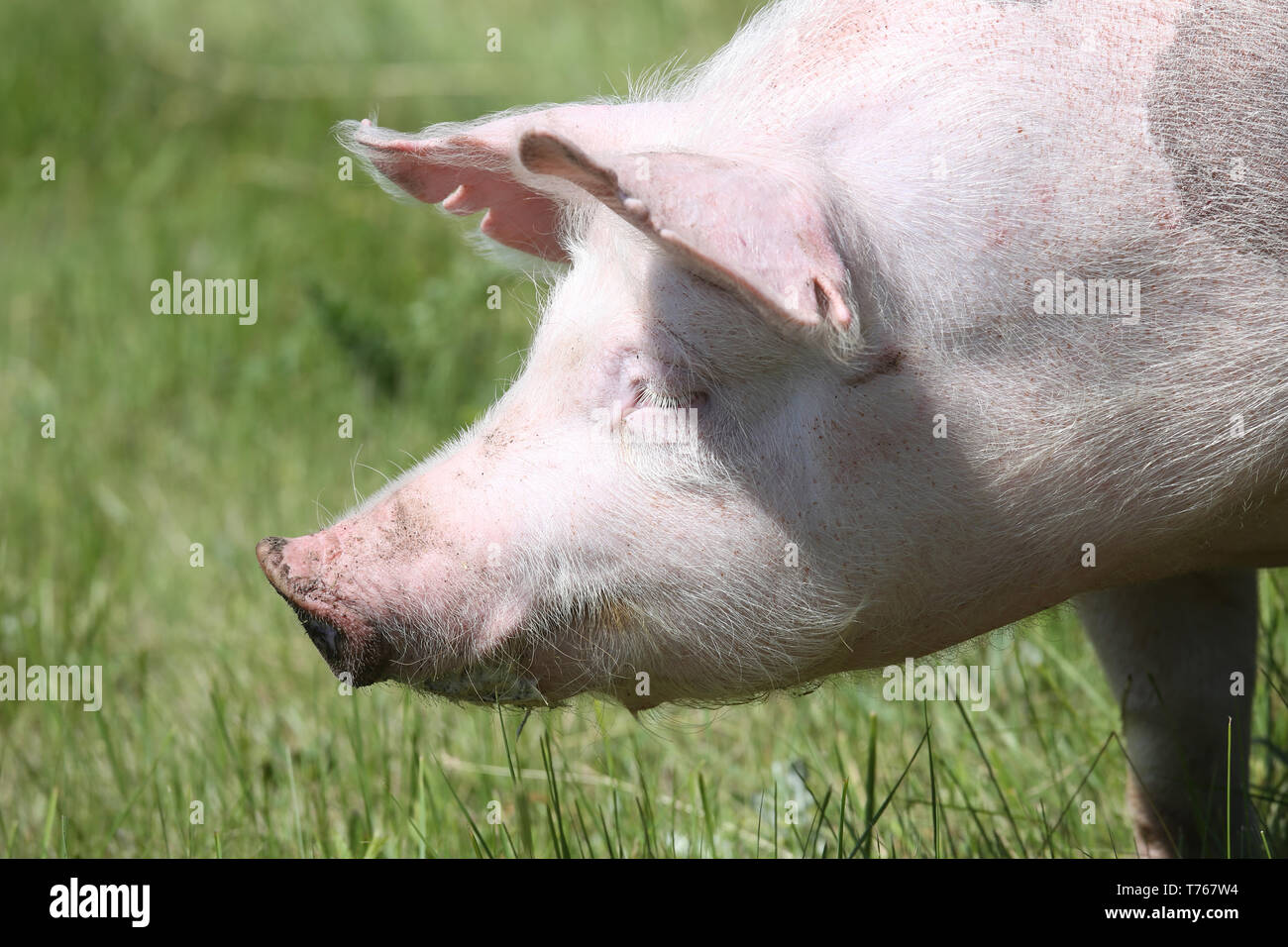 Verrat pietrain Banque de photographies et d’images à haute résolution ...