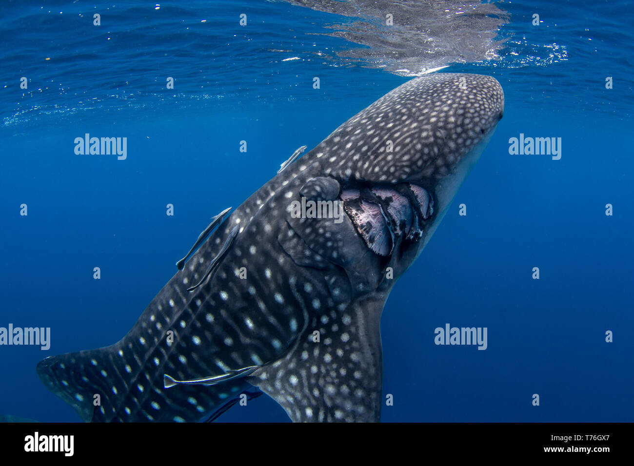 Requin-baleine (Rhincodon typus) avec une blessure probablement causée ...
