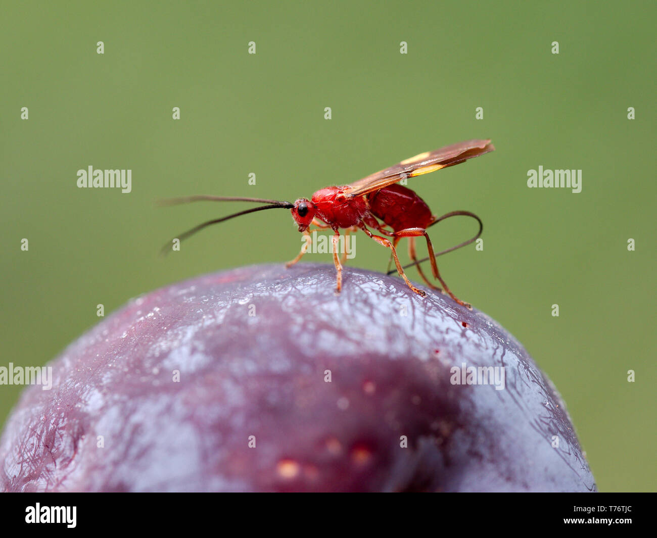 Braconid laying its egg Banque de photographies et d’images à haute ...