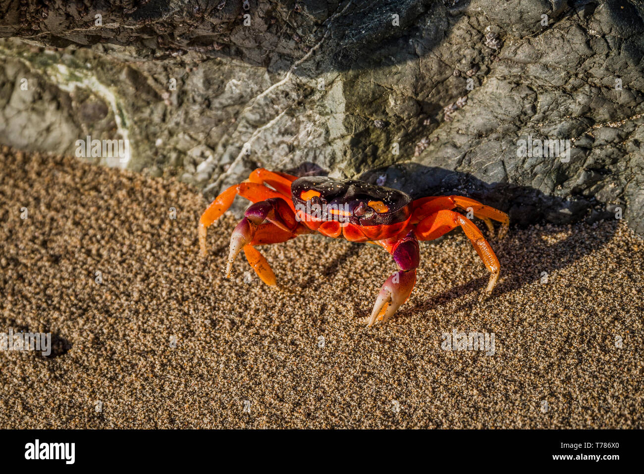 Crabe aux pinces rouges Banque de photographies et d’images à haute ...