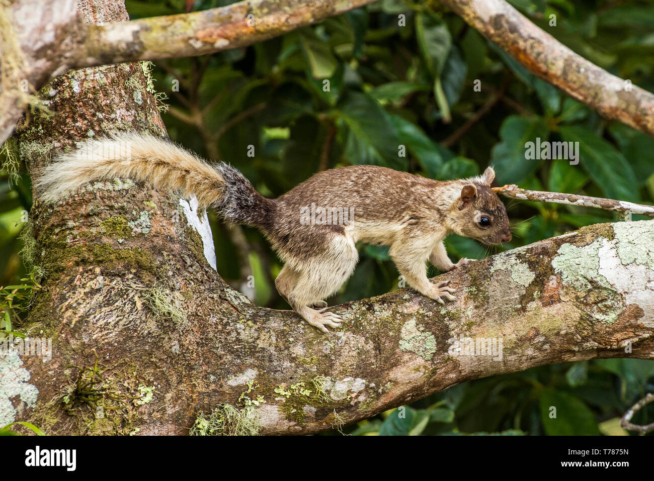 Panama rodent Banque de photographies et d’images à haute résolution ...