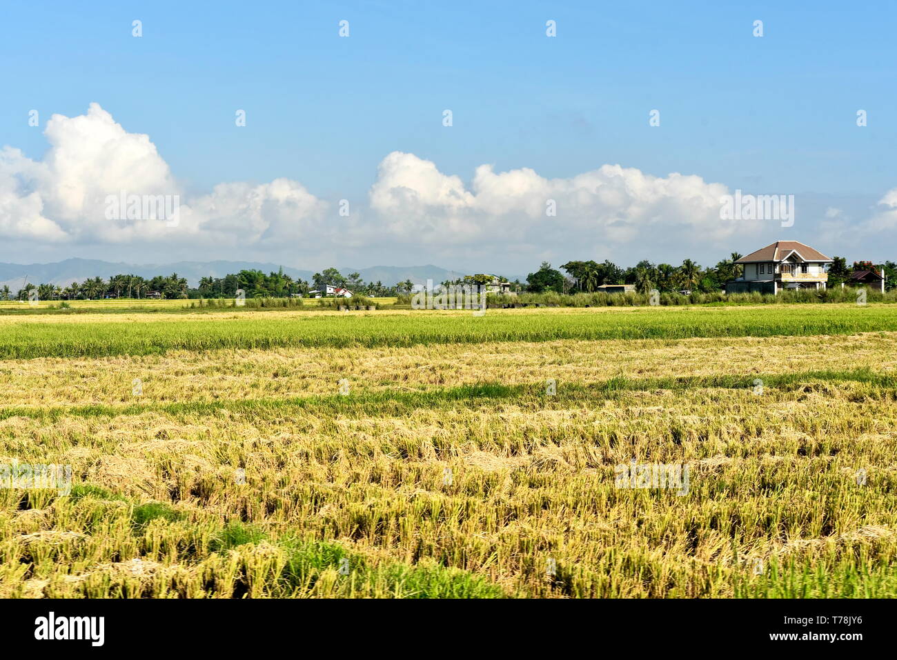 Autour de la ville de Santiago, Isabela, Philippines, Santiago Visite de la ville , champ de riz ...