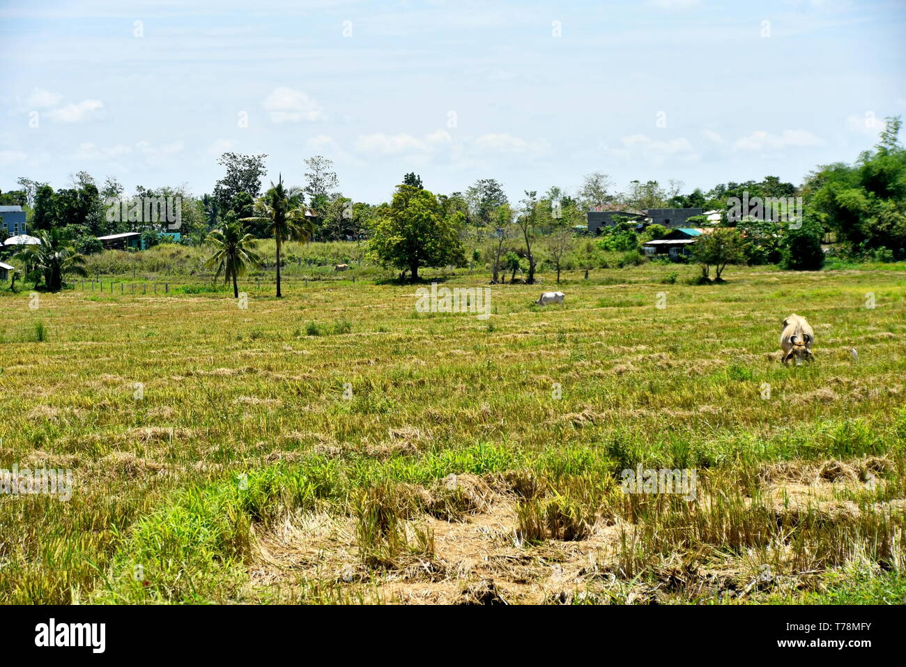 Autour de la ville de Santiago, Isabela, Philippines, Santiago Visite de la ville , champ de riz ...