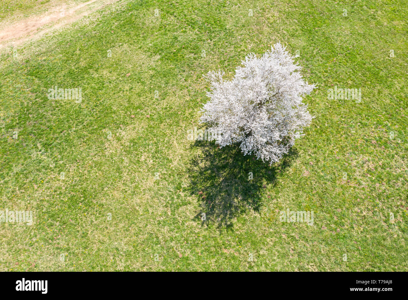 Arbre vert solitaire Banque de photographies et d’images à haute ...