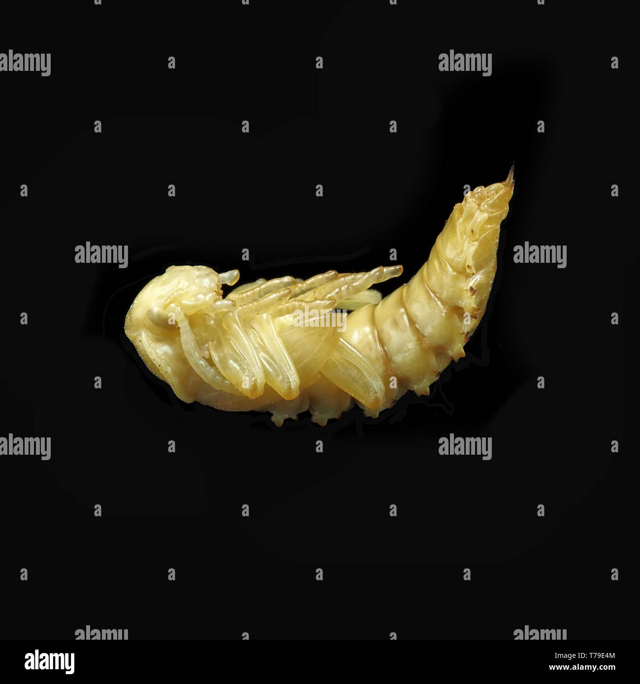 Les larves de Superworm Zophobas morio. Nymphe de Darkling beetle Photo ...