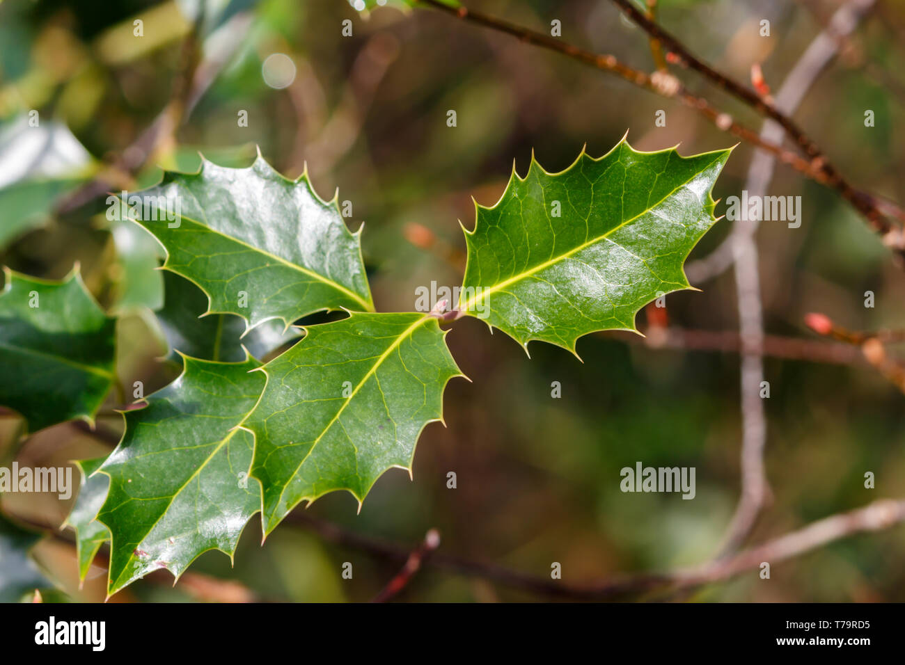 Feuilles de houx vertes Banque de photographies et d’images à haute ...