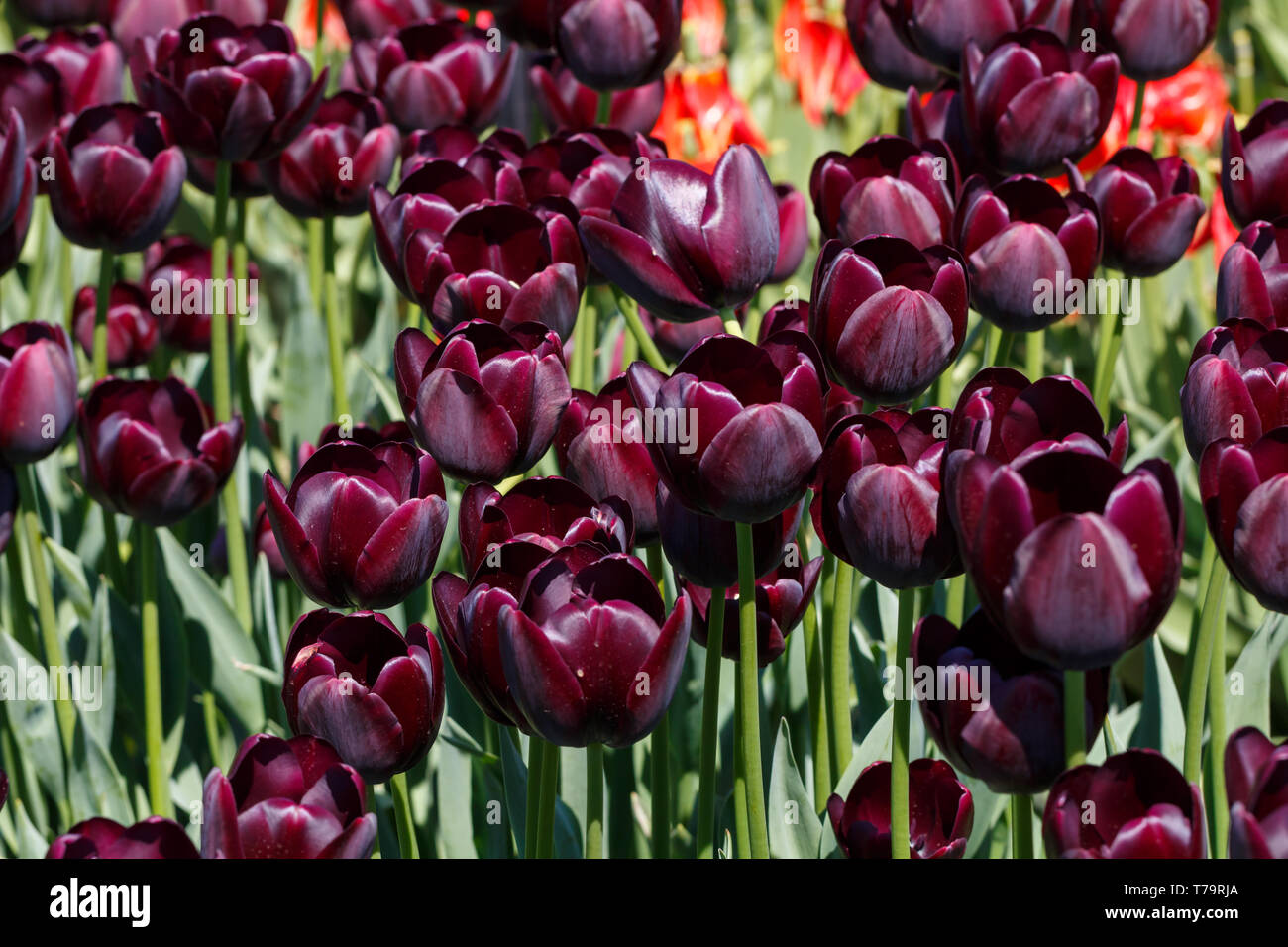 Belles fleurs marron Banque de photographies et d’images à haute ...