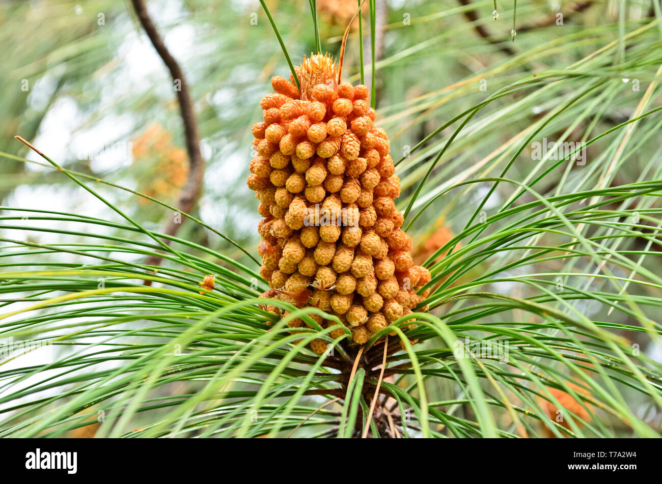 Pinus roxburghii Banque de photographies et d’images à haute résolution ...