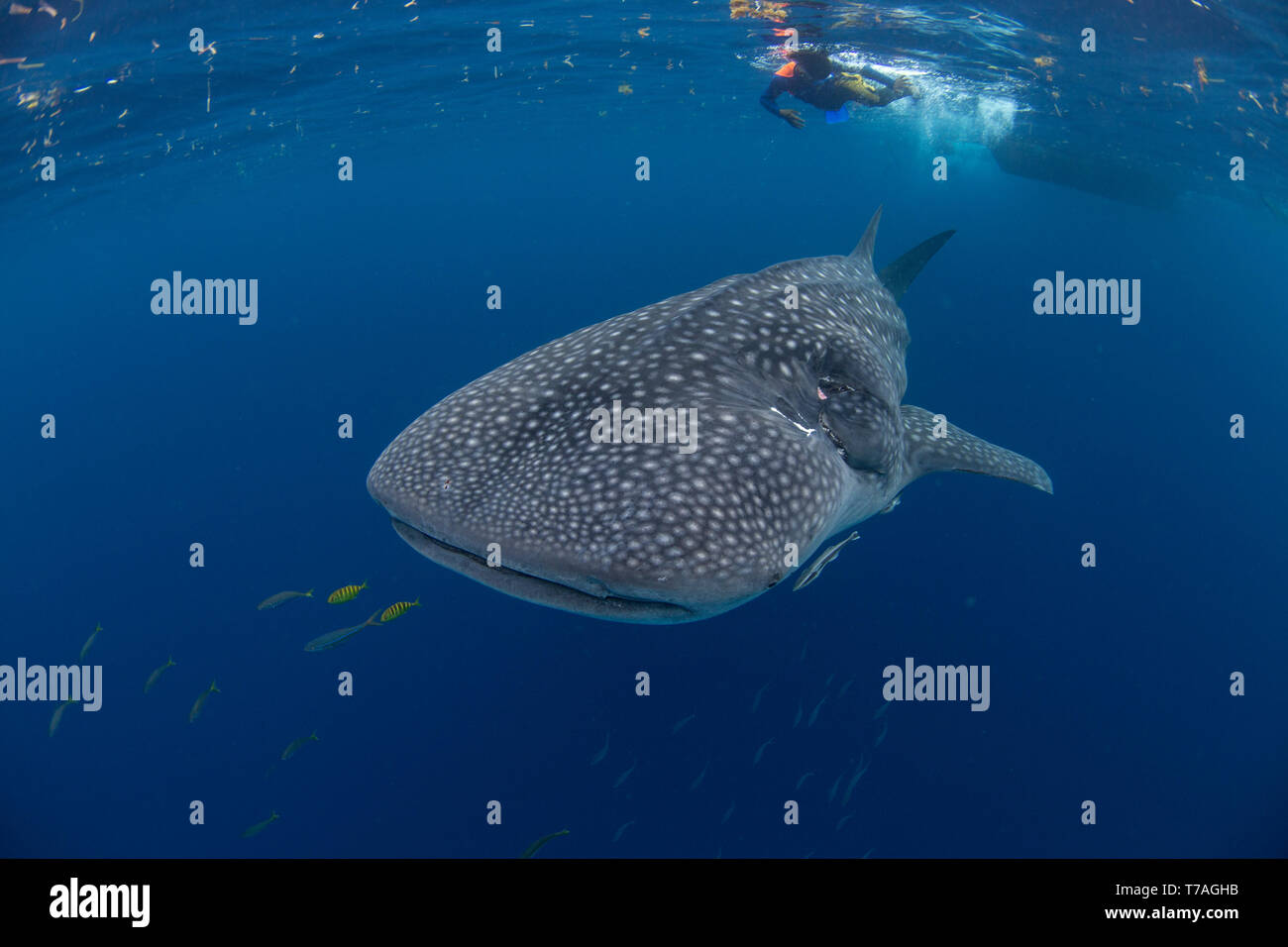 Requin-baleine (Rhincodon typus) avec blessure probablement causée par ...