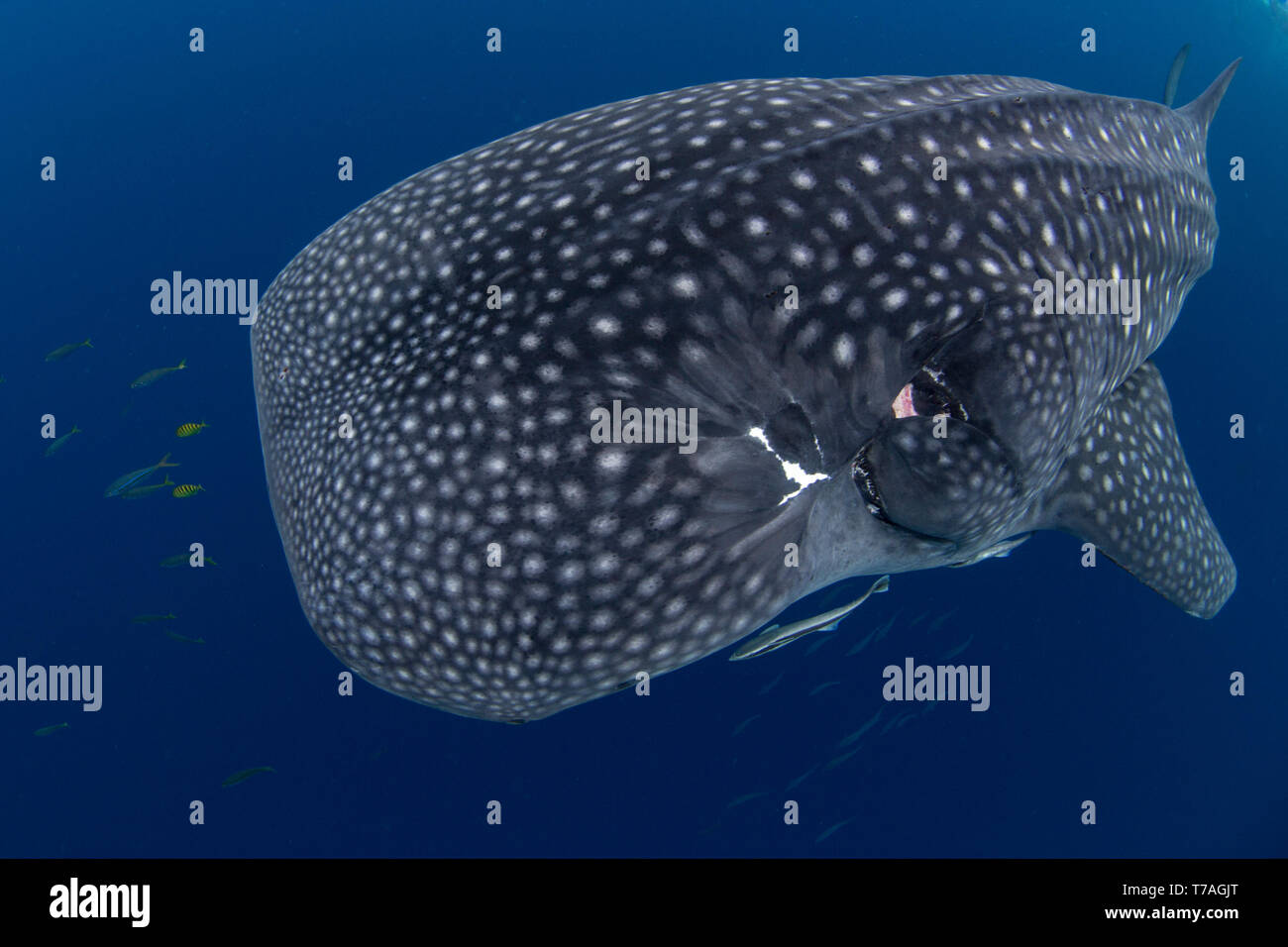 Requin-baleine (Rhincodon typus) avec blessure probablement causée par ...