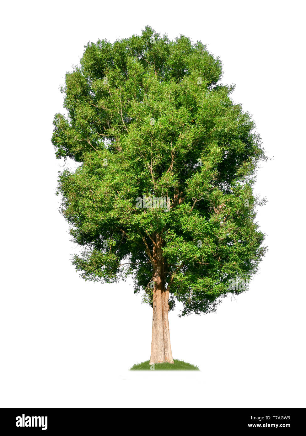 Canal alpha arbre Banque de photographies et d’images à haute ...