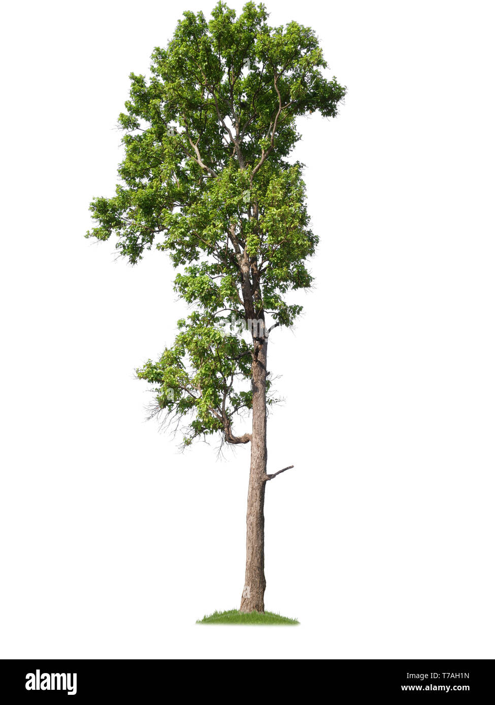 Canal alpha arbre Banque de photographies et d’images à haute ...