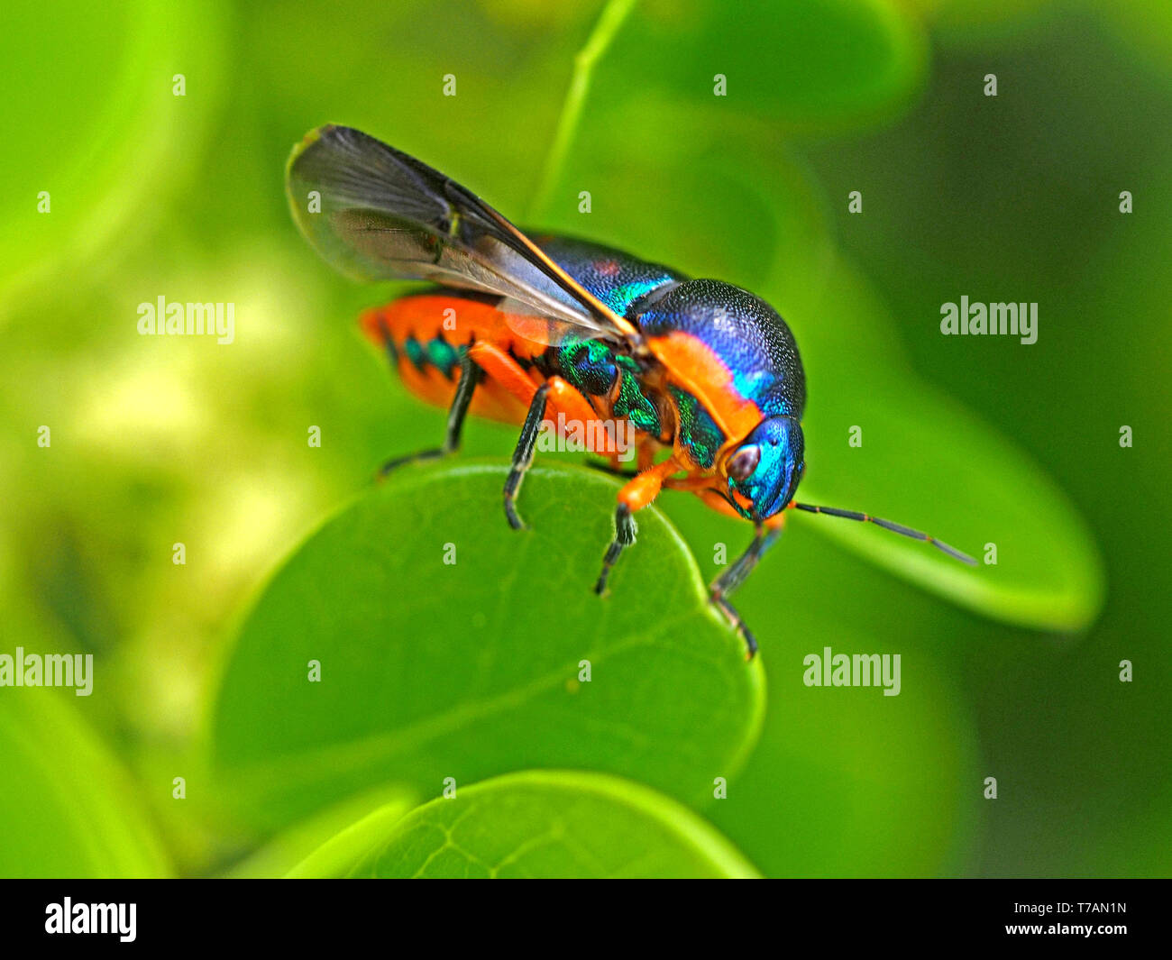 Rainbow shield bug calidea dregii Banque de photographies et d’images à ...