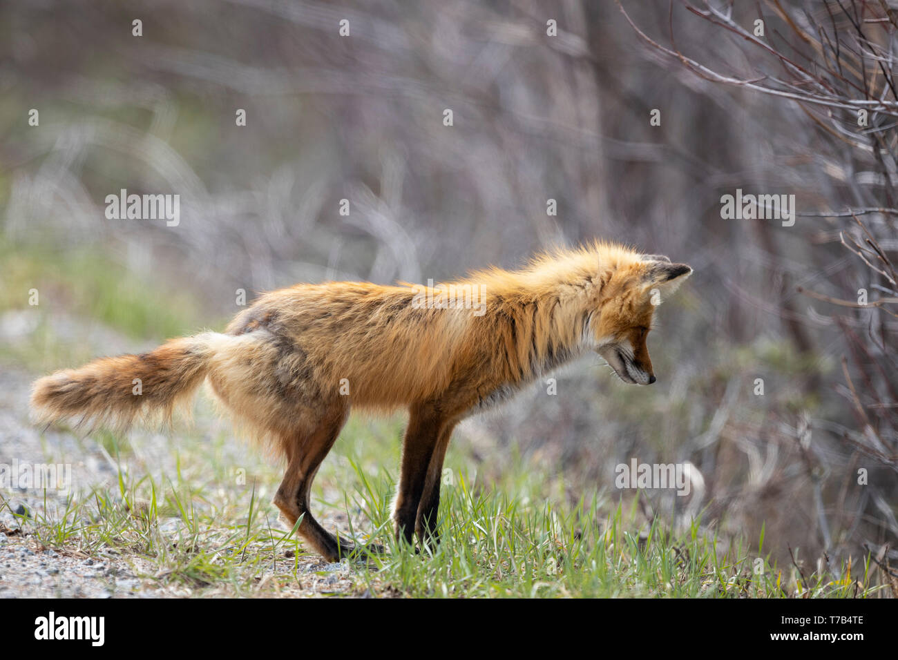 MAYNOOTH, ONTARIO, CANADA - Le 04 mai 2019 : Un renard roux (Vulpes ...