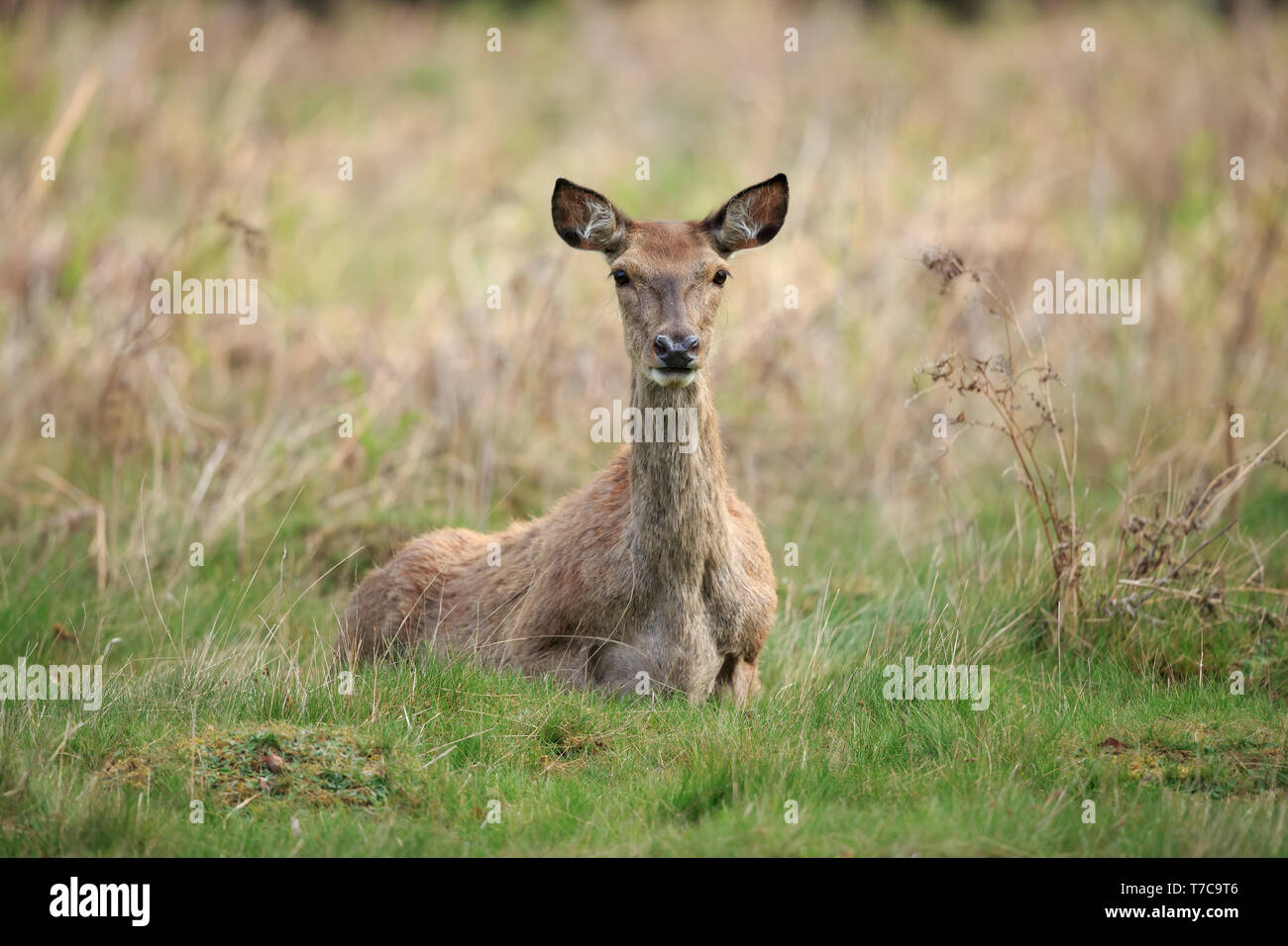 Le Cerf rouge est l'une des plus grandes espèces de cerfs. Le red deer ...