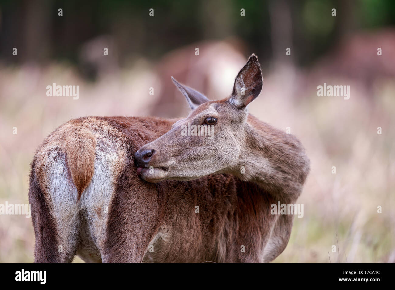 Le Cerf rouge est l'une des plus grandes espèces de cerfs. Le red deer ...
